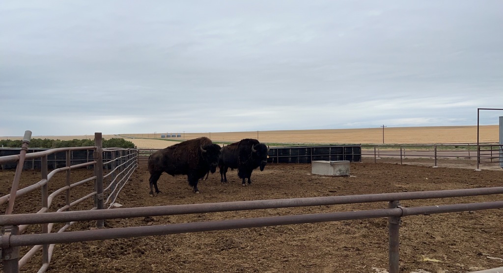 Live Feed | Wray School District